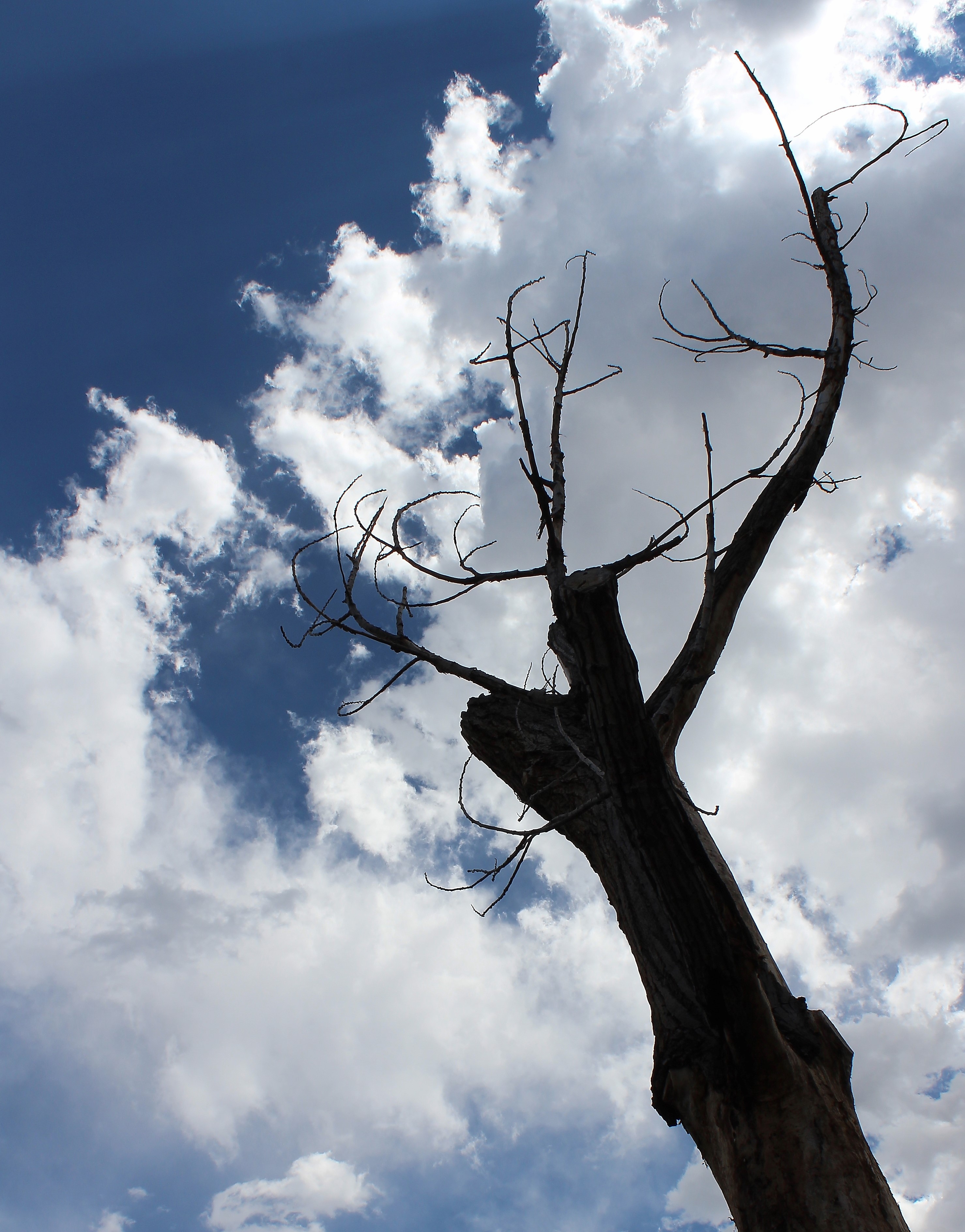 Lens-Artists Photo Challenge: Dramatic | scillagrace