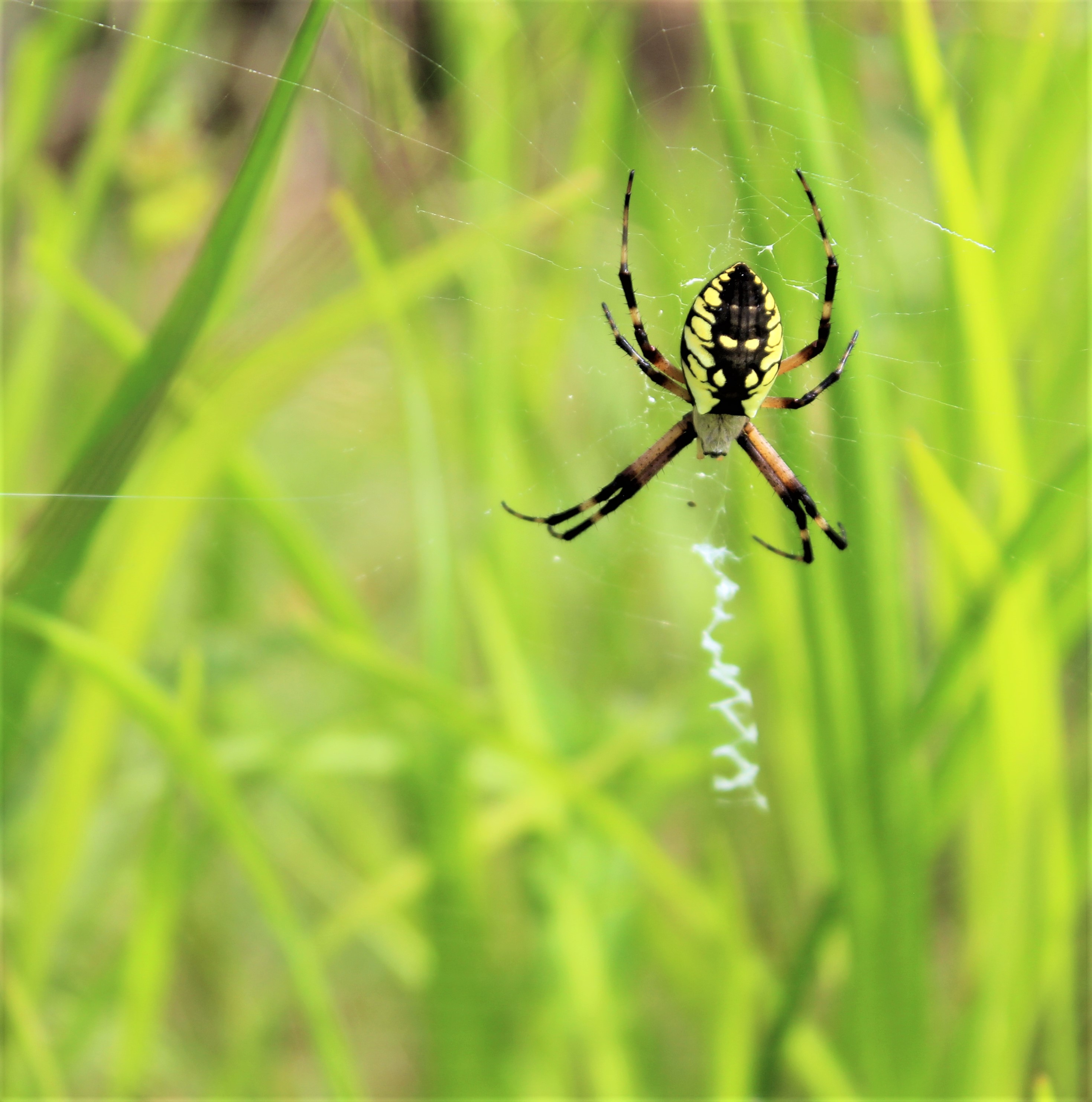 Lens-Artists Photo Challenge: Behind (Backgrounds) | scillagrace